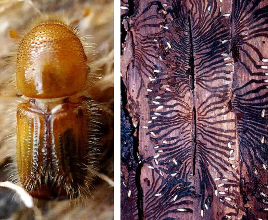 Documentation technique scolytes | DRAAF Grand Est